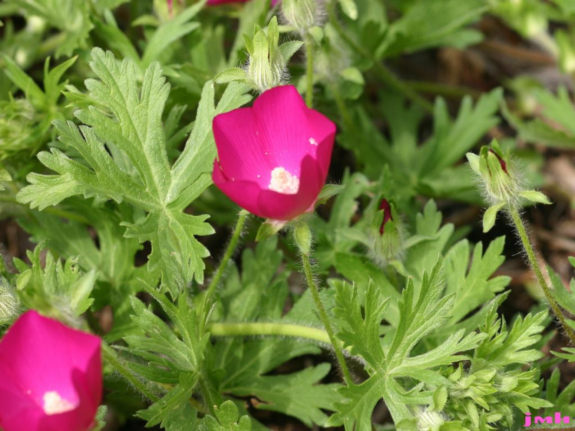 Purple poppy-mallow | The Morton Arboretum