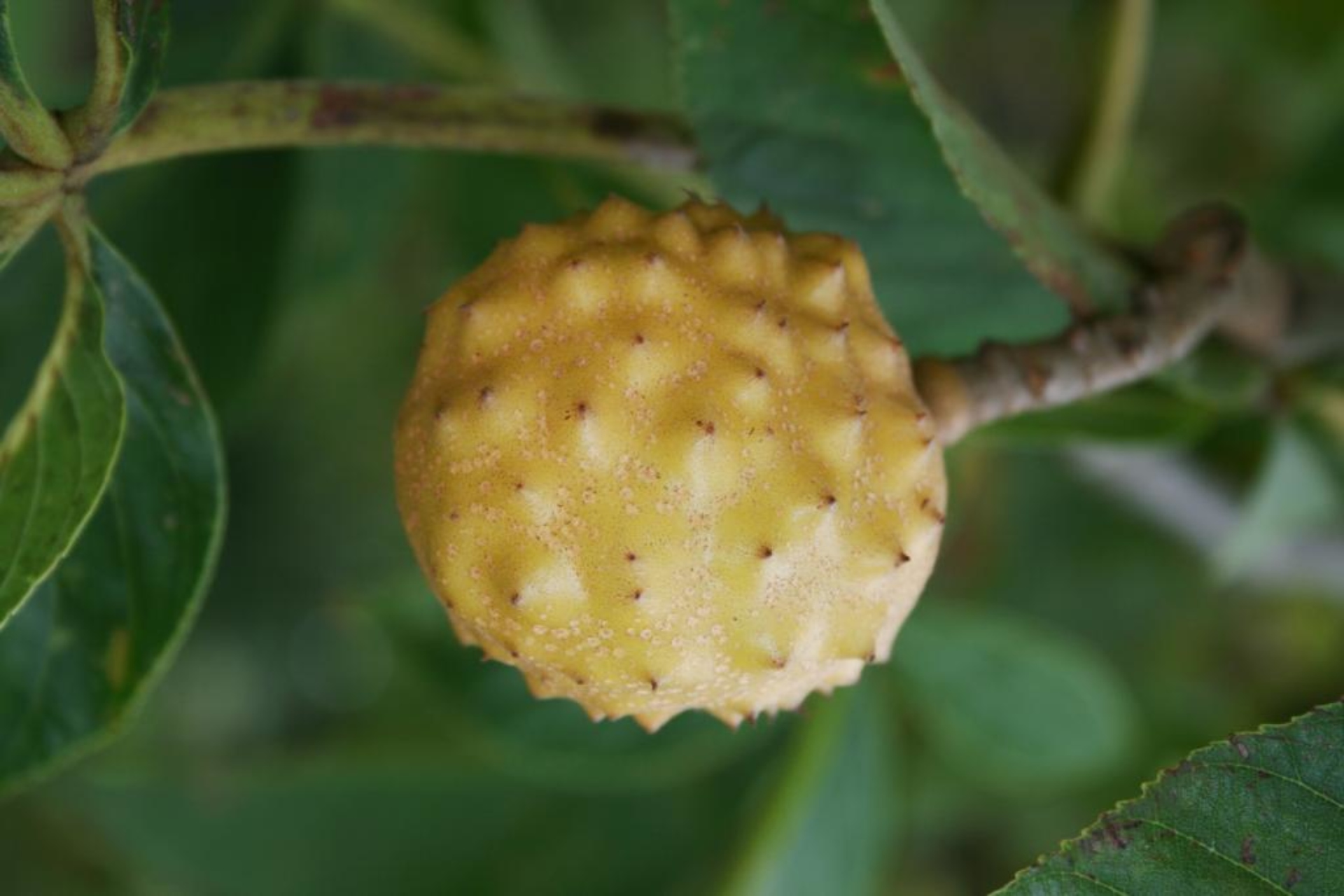 Ohio buckeye | The Morton Arboretum