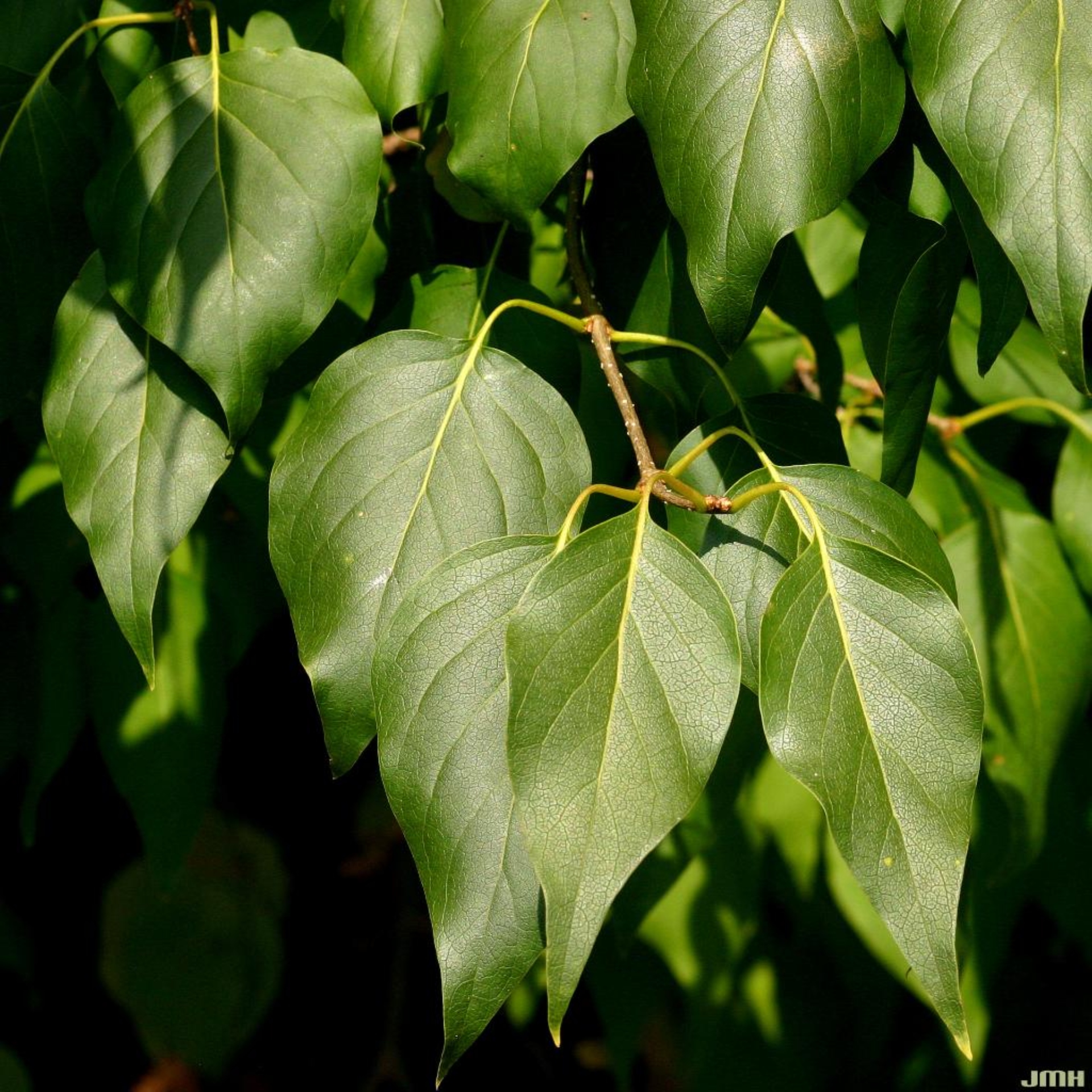 BEIJING GOLD™ Peking lilac | The Morton Arboretum