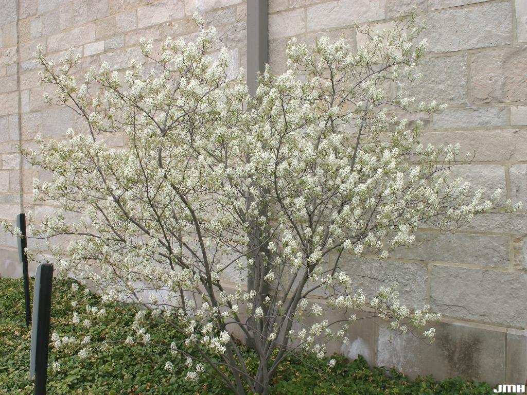Allegheny serviceberry | Amelanchier laevis | The Morton Arboretum