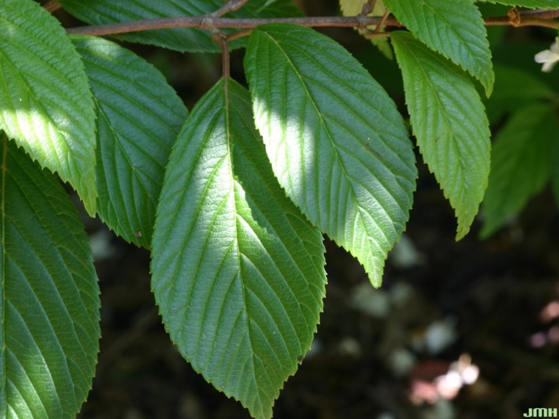 Doublefile viburnum | The Morton Arboretum