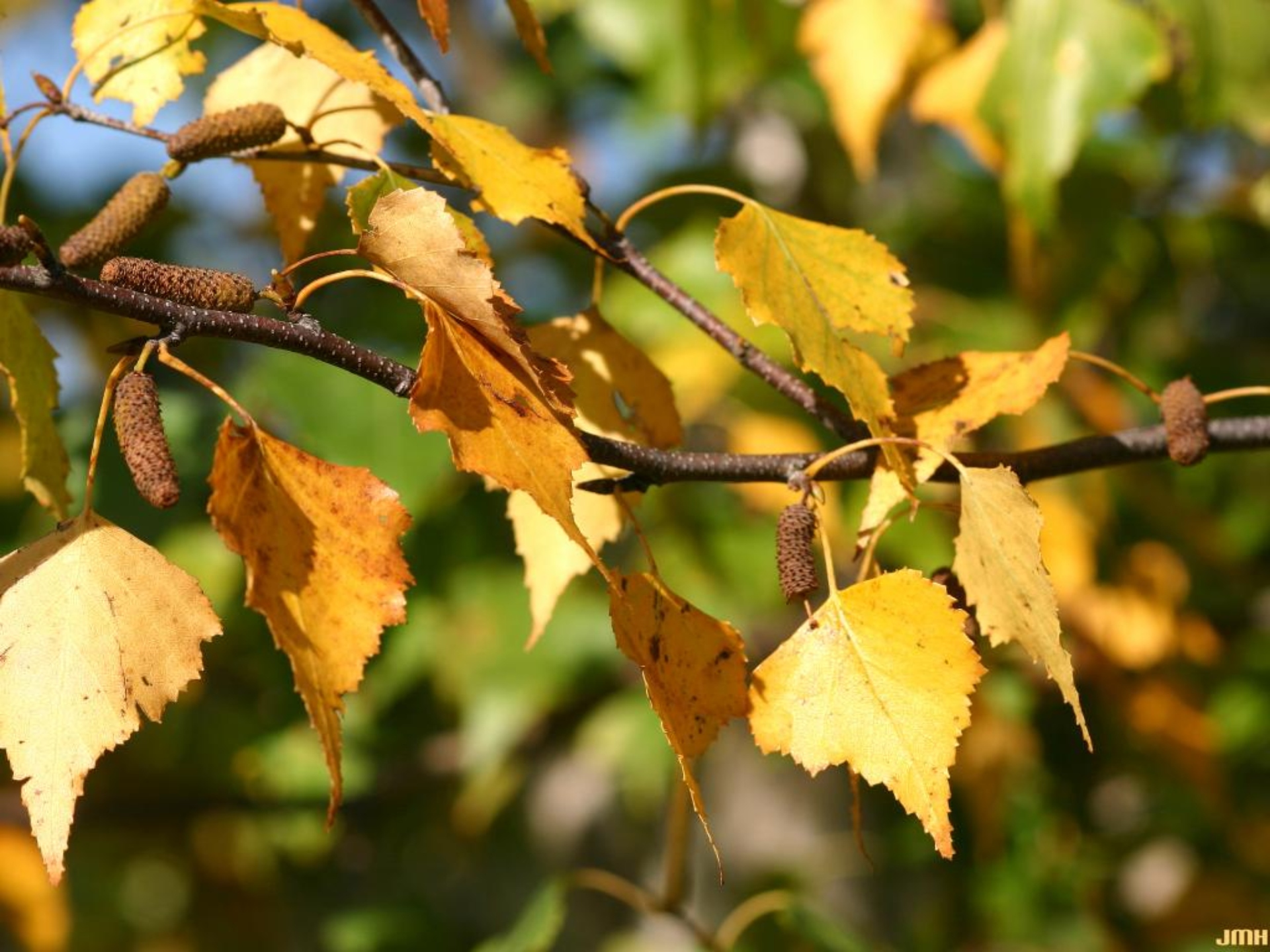 Birch Tree Leaves In Fall