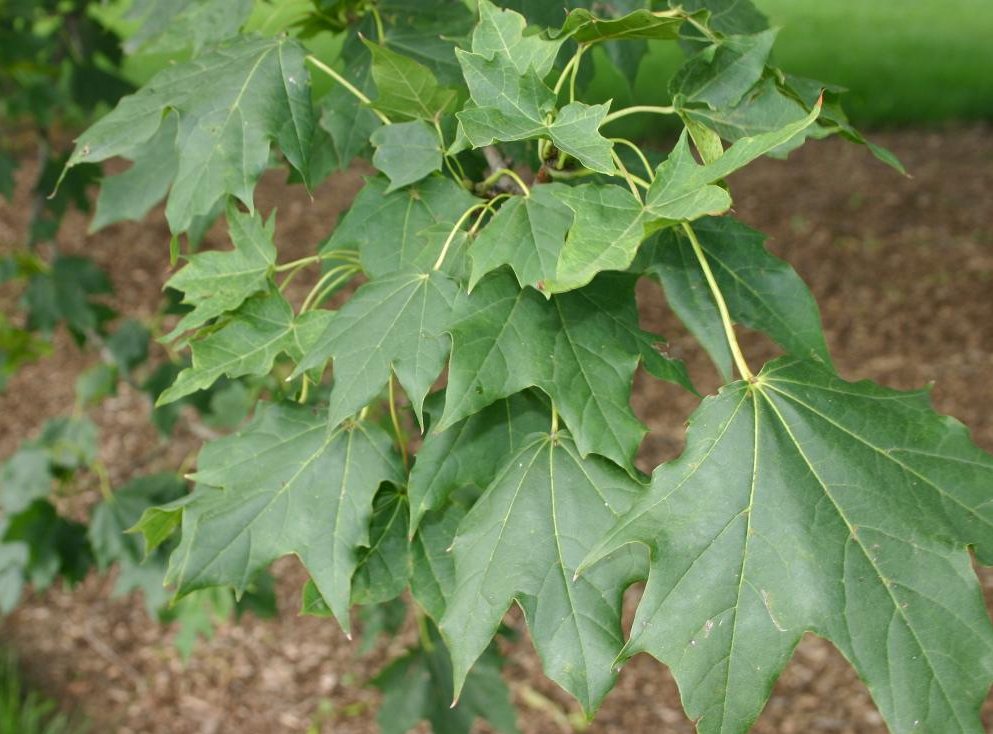 Norway maple | The Morton Arboretum