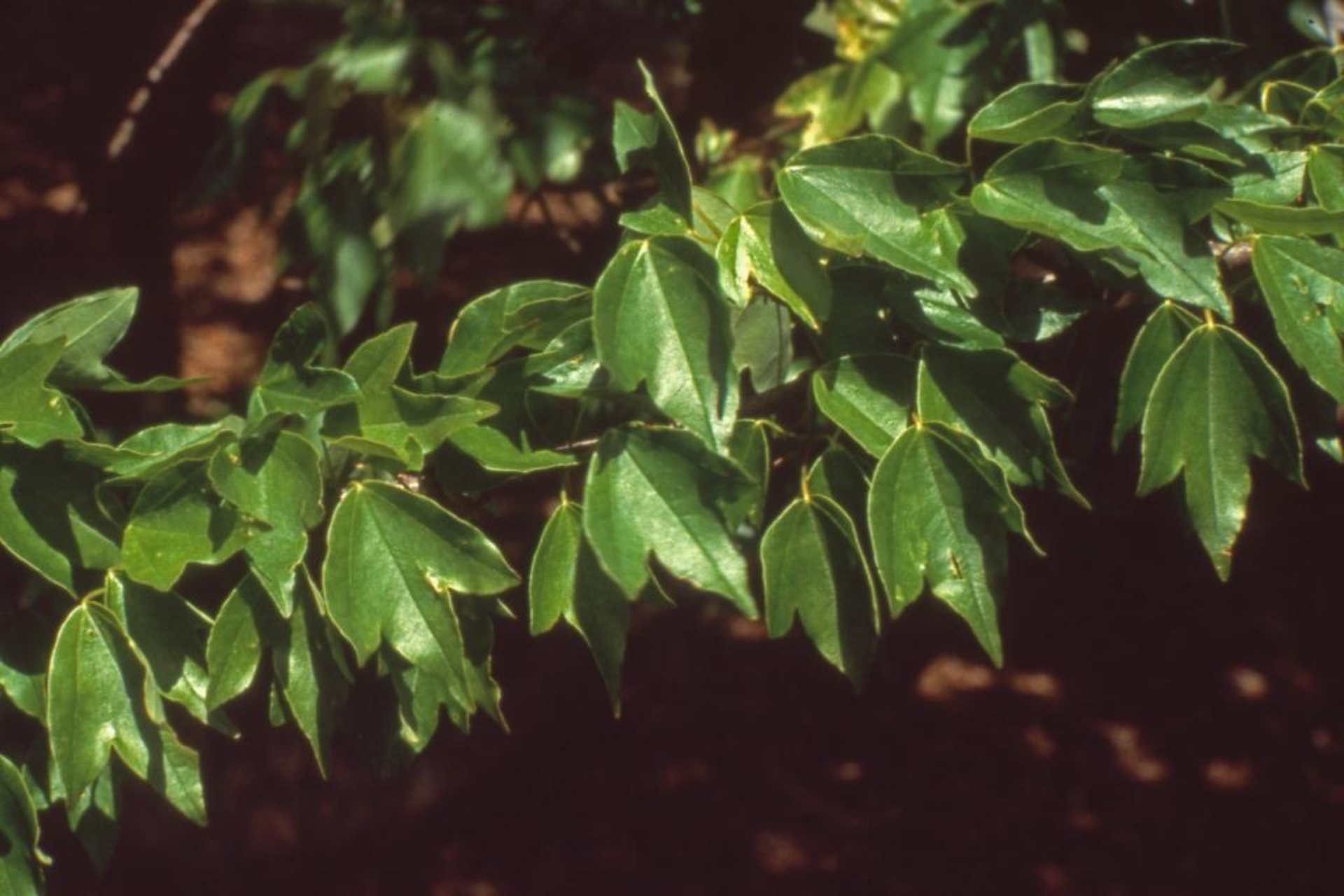 Trident maple | The Morton Arboretum