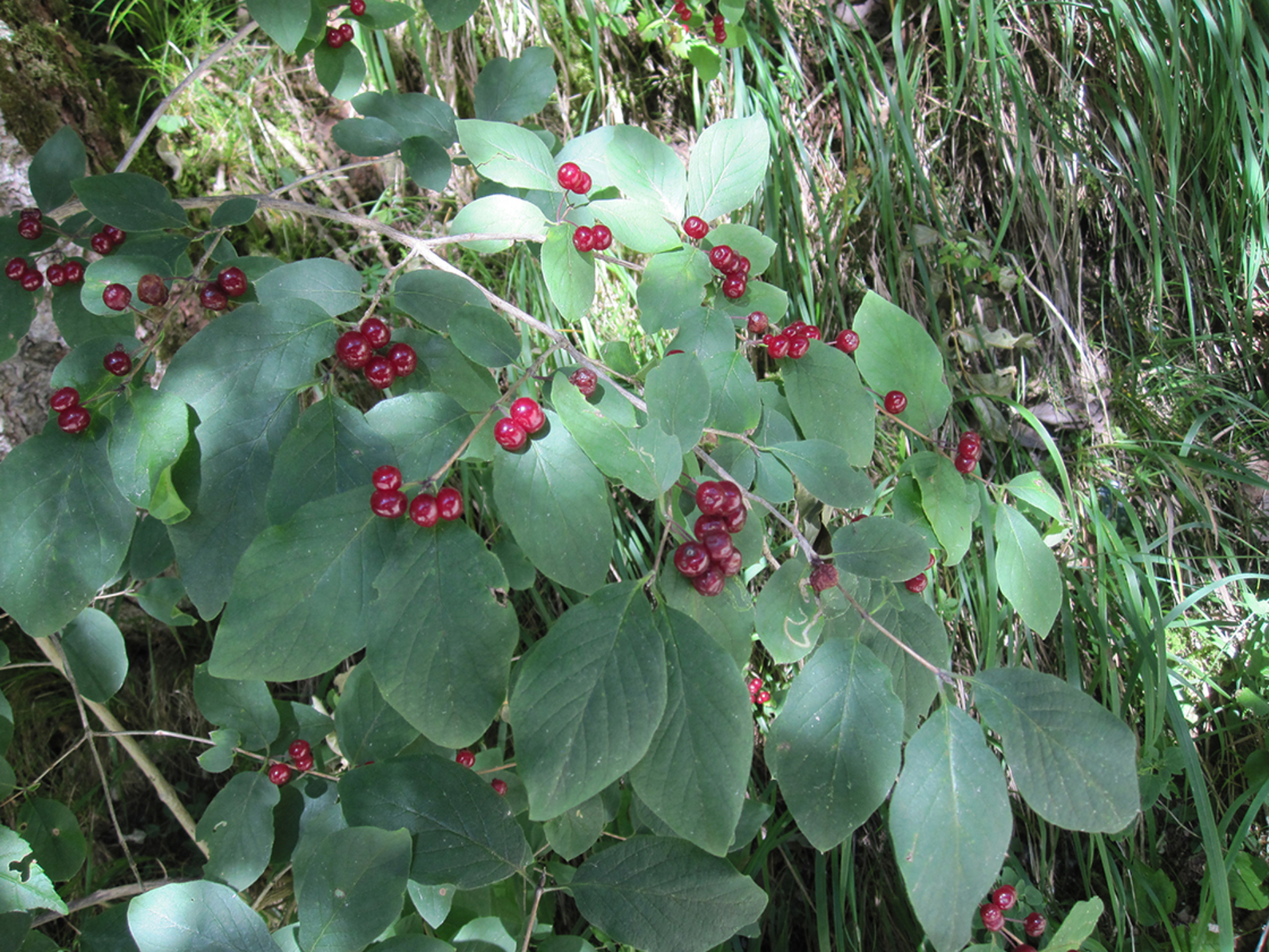 European fly honeysuckle | The Morton Arboretum