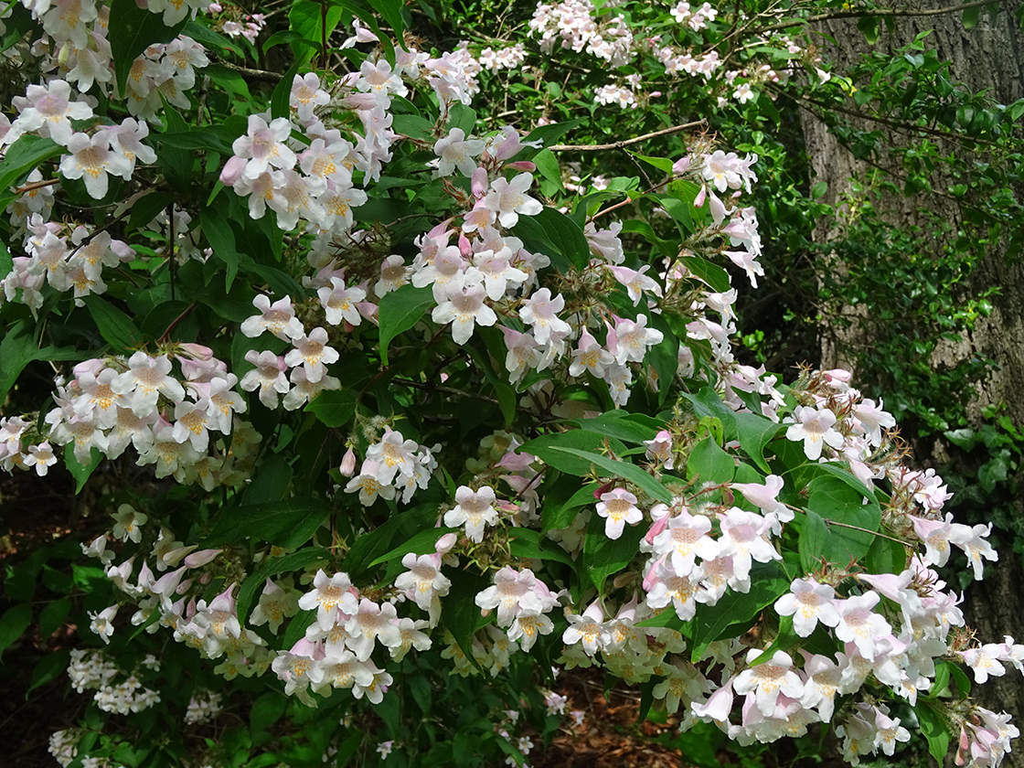 Glossy abelia | The Morton Arboretum