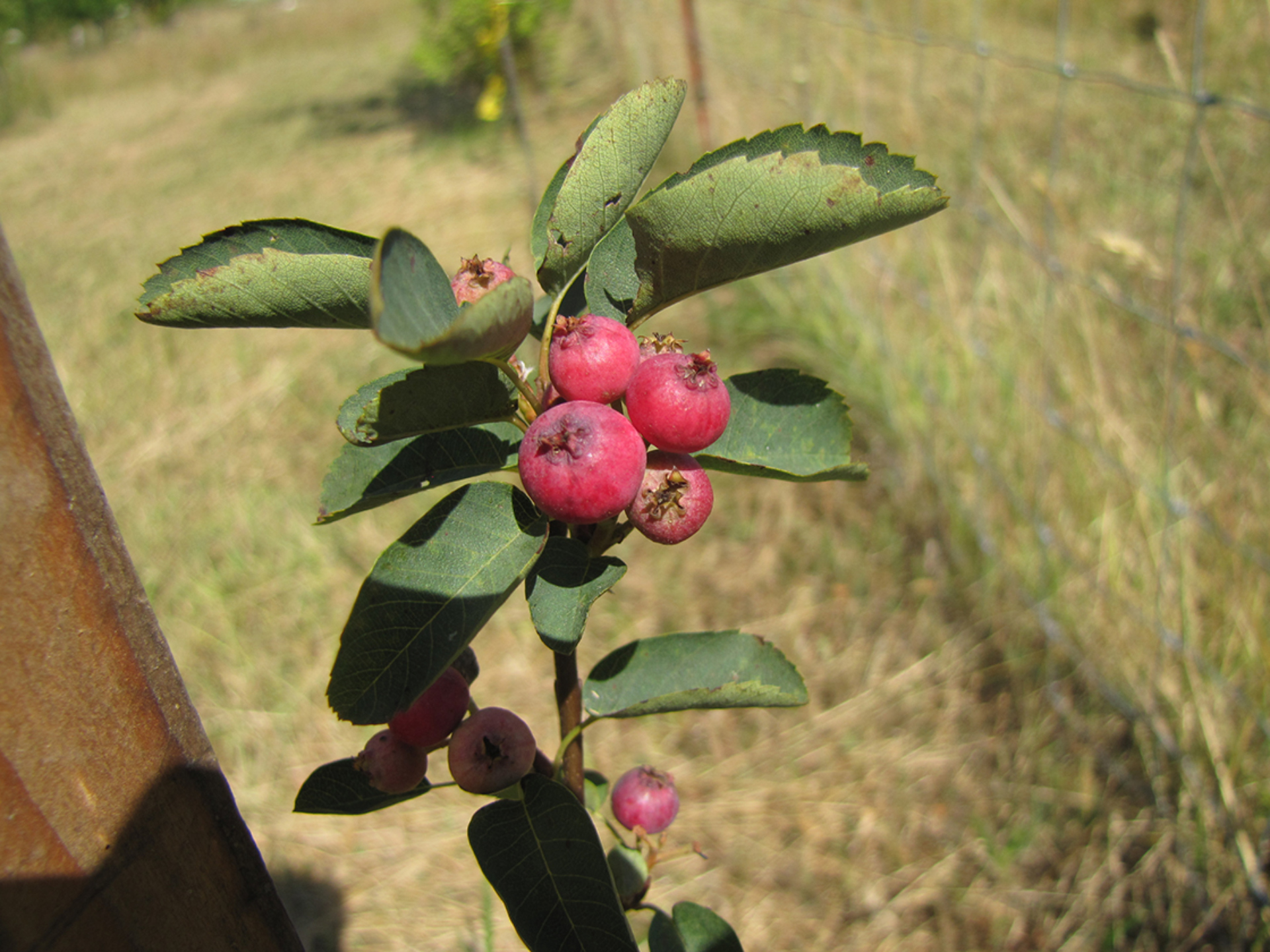 Saskatoon serviceberry | The Morton Arboretum