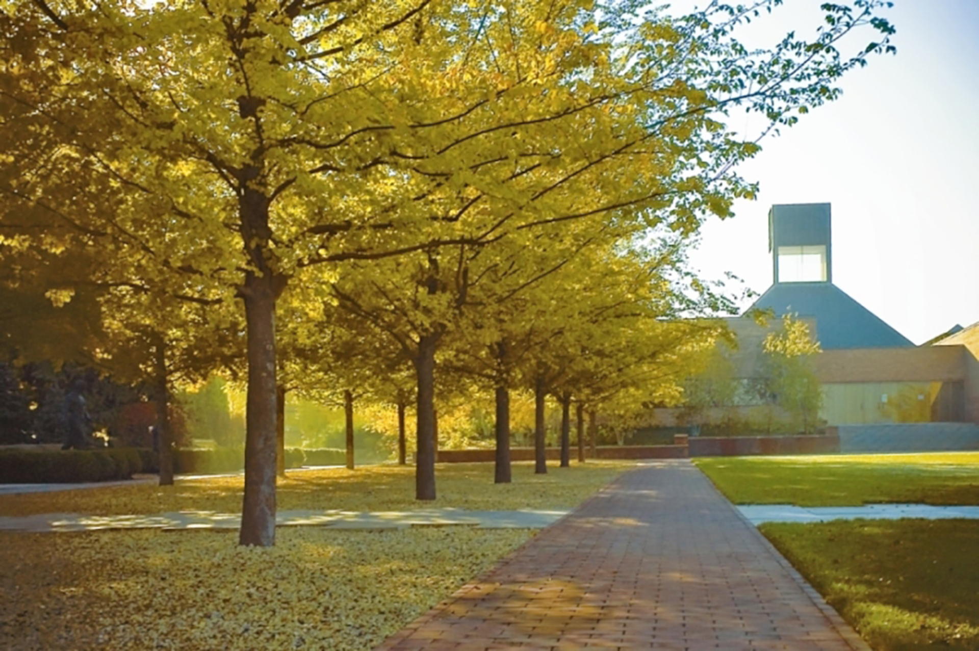 COMMENDATION™ elm | The Morton Arboretum
