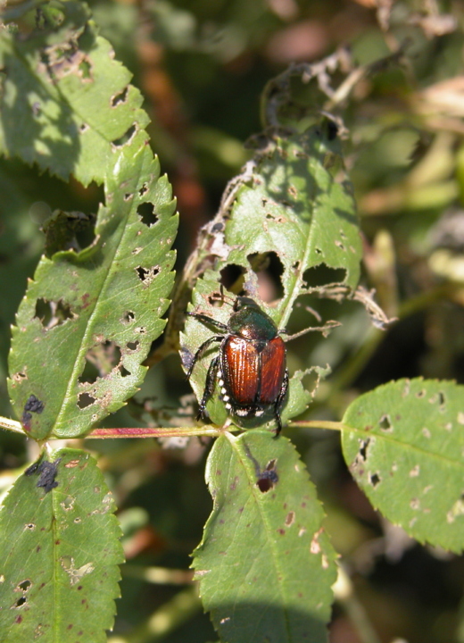 Invasive Species Management (online) | Natural Areas Conservation ...