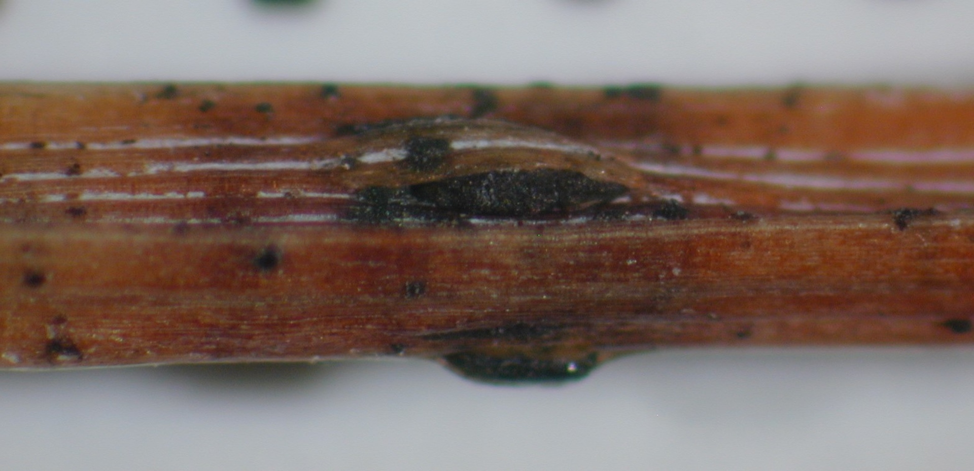 Pine diseases | The Morton Arboretum