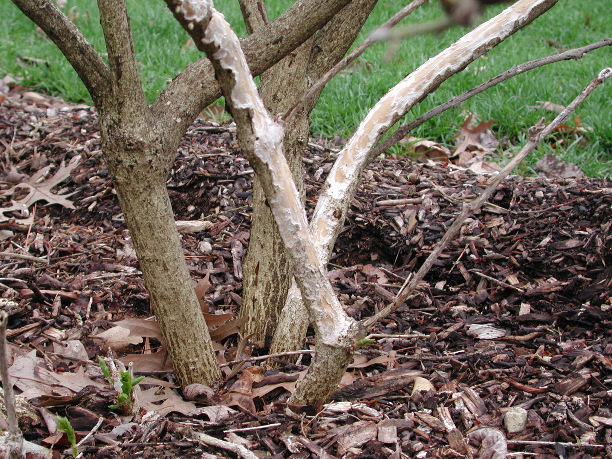 Animal Damage to Plants | Deer, Rabbits, Squirrels | The Morton Arboretum