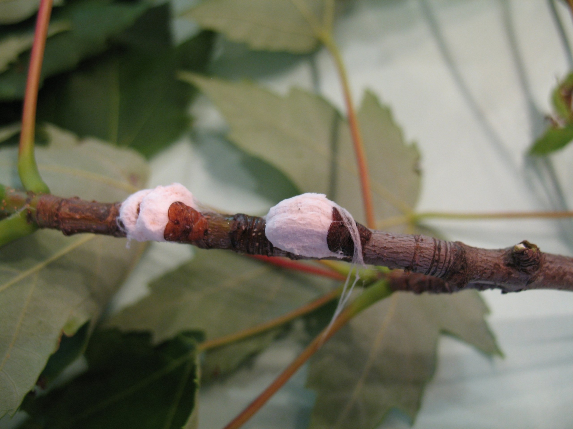 Cottony maple scale | The Morton Arboretum
