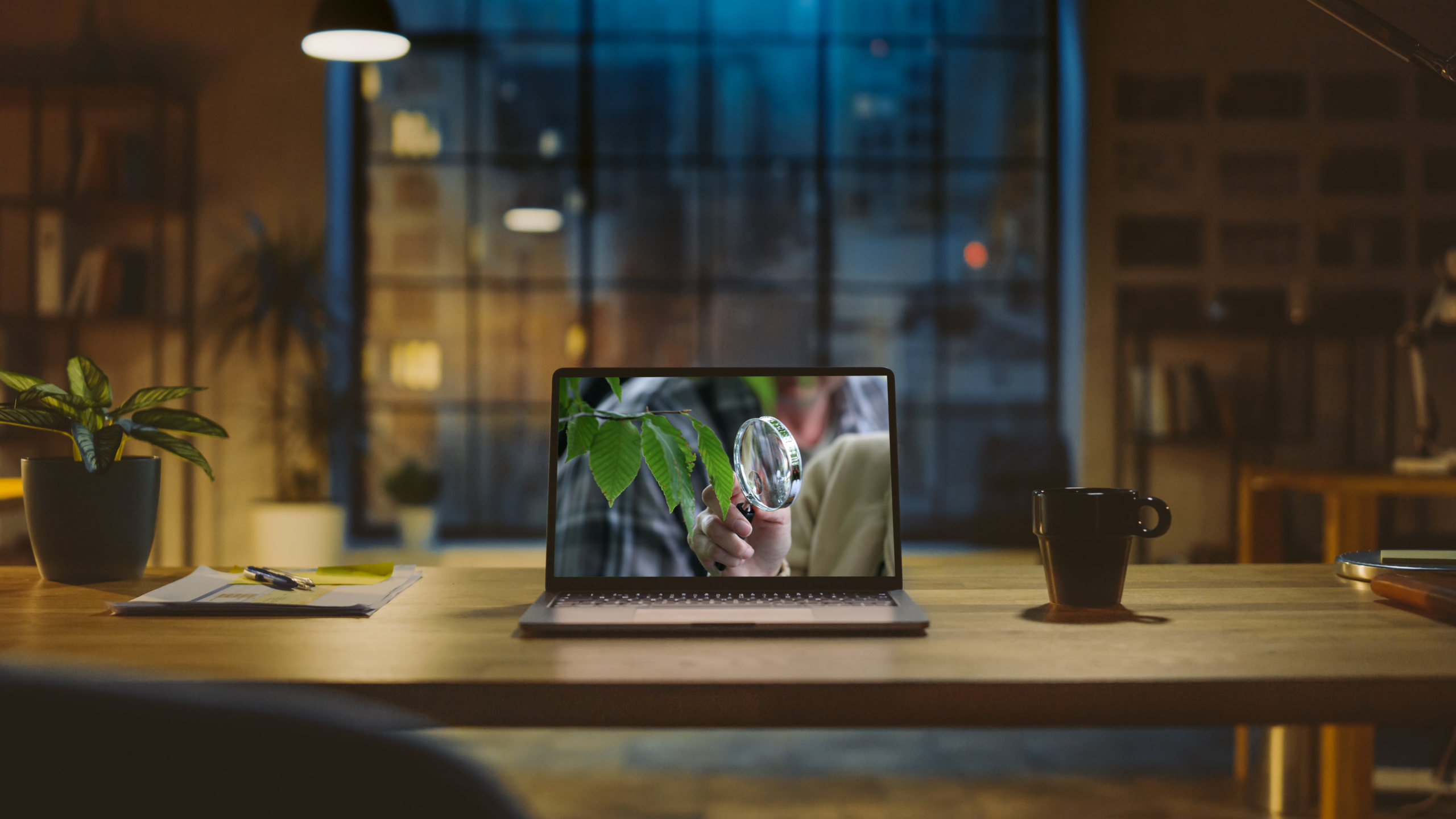 Basic Tree ID (online) | How To Identify Common Trees | The Morton ...