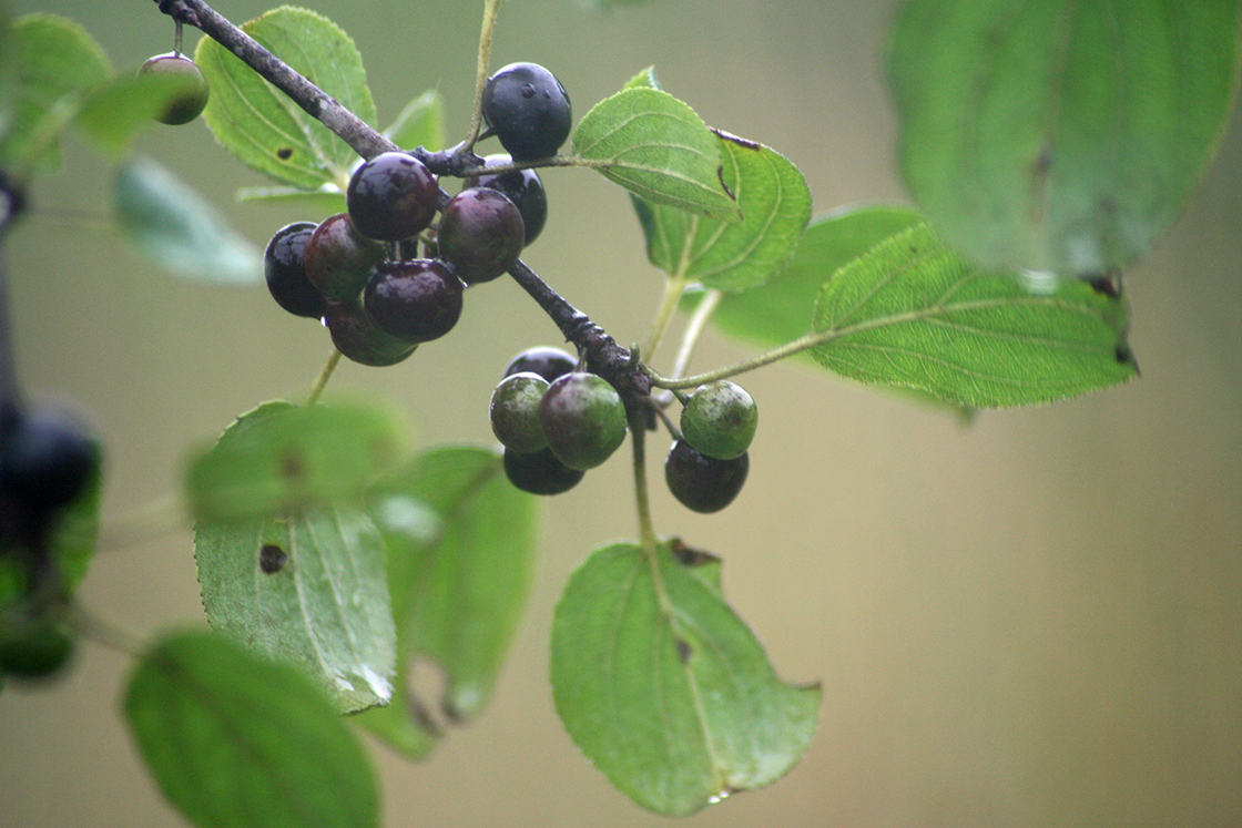 Chicago region landowners urged to remove invasive buckthorn now | The ...