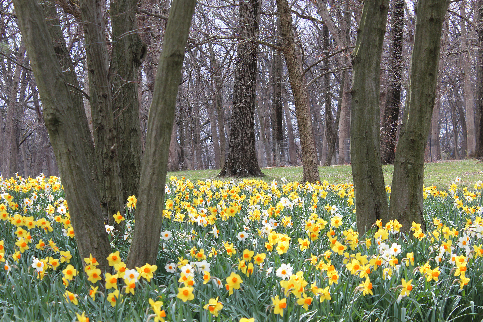 Spring Blooming Flowers | The Morton Arboretum