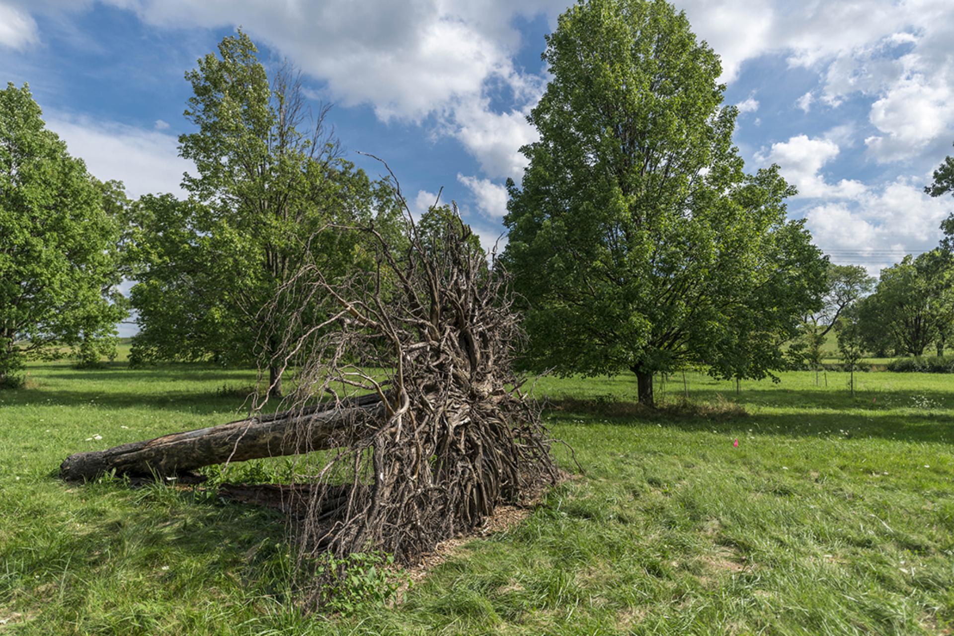 The Gateway to Tree Science | The Morton Arboretum
