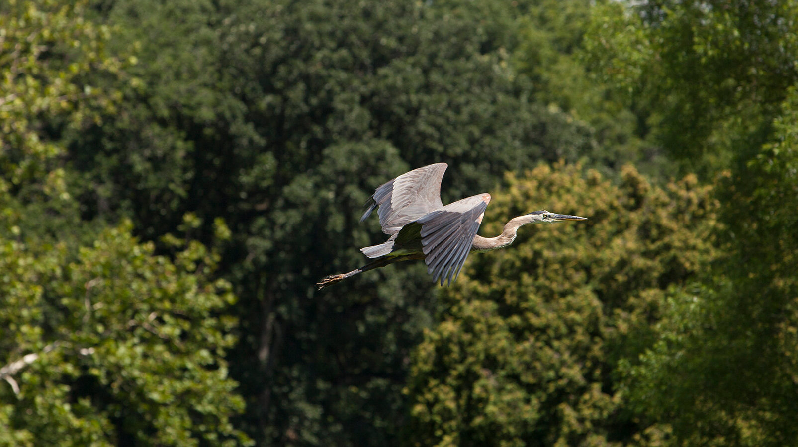 Field Study: Birds of Winter | The Morton Arboretum