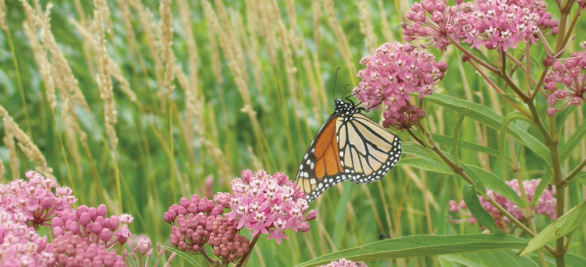 Trees and Shrubs for Pollinators | The Morton Arboretum
