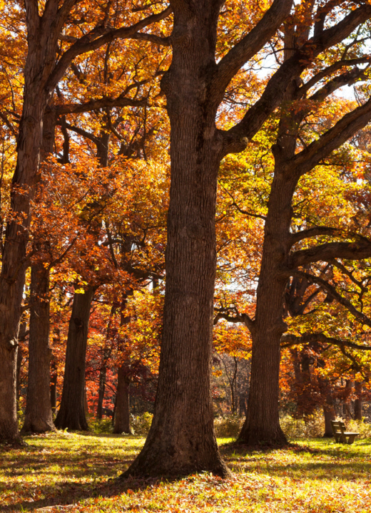 Visit the Arboretum | The Morton Arboretum