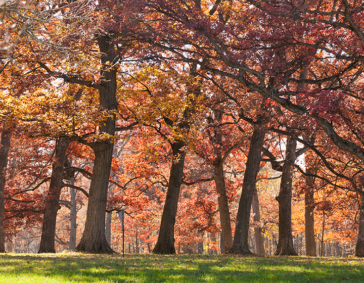 Global Tree Conservation | The Morton Arboretum