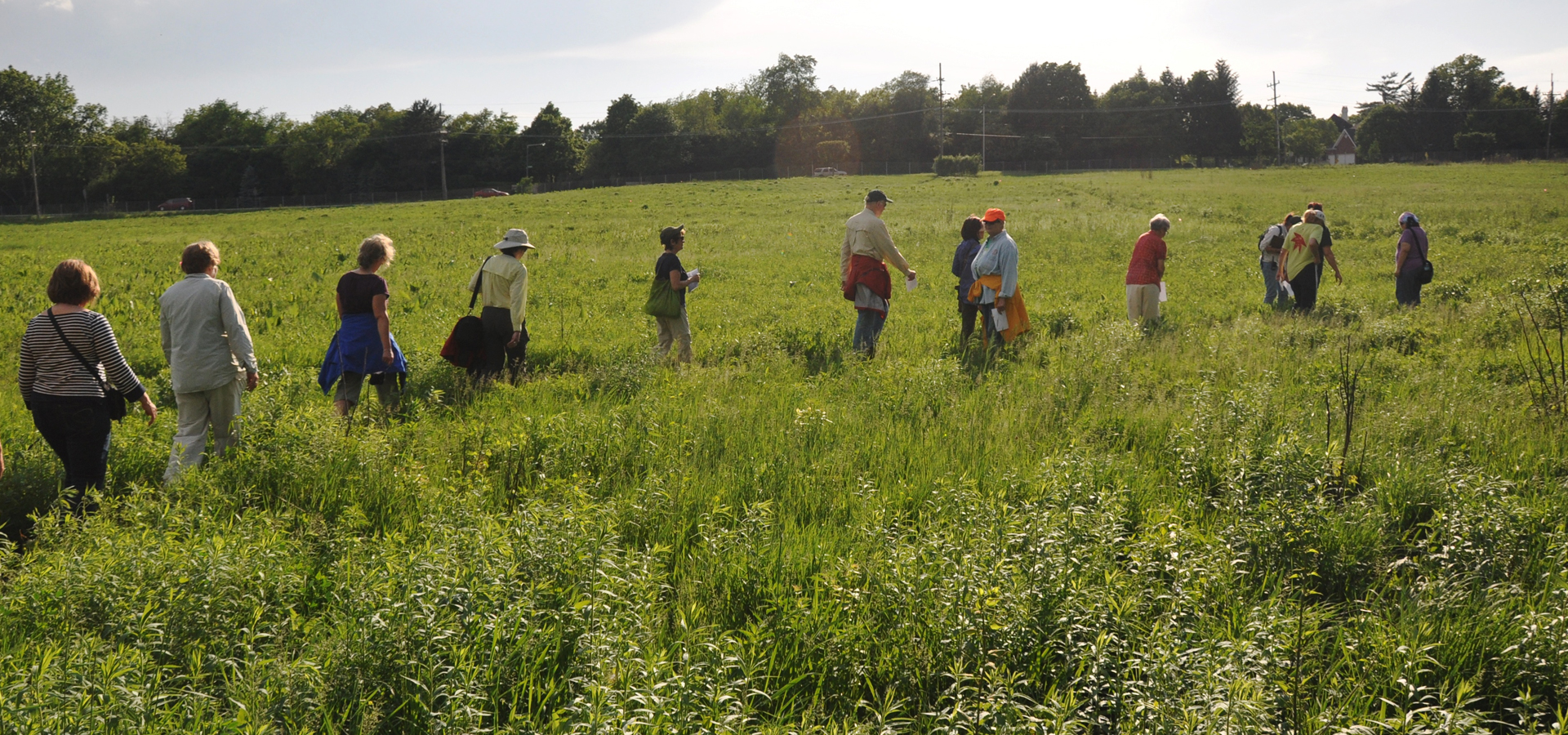 Advanced Spring Prairie Plant Identification | The Morton Arboretum
