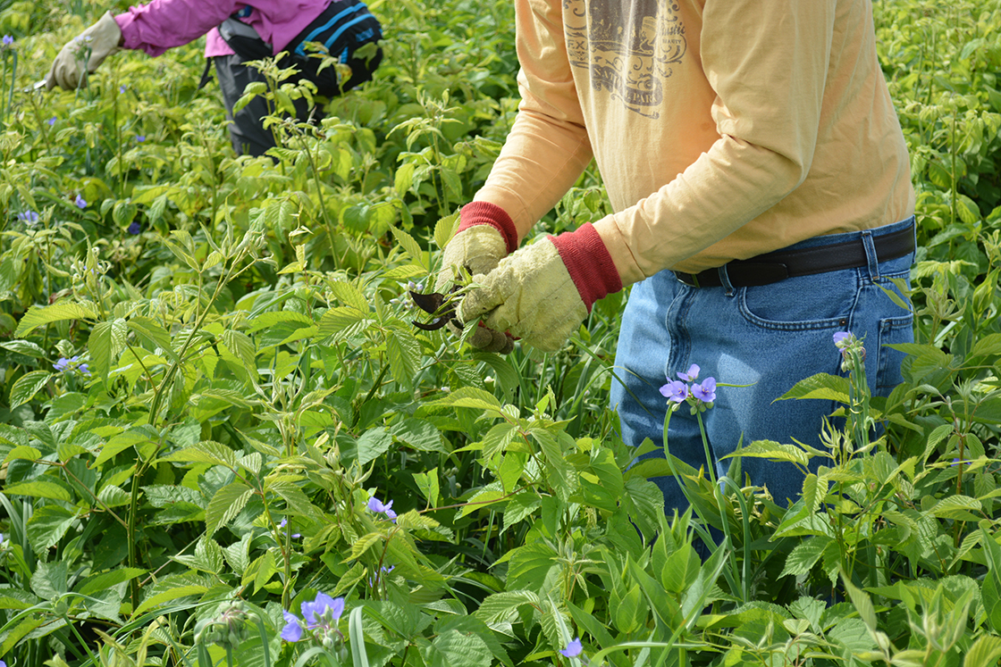 Invasive Species Awareness Month | The Morton Arboretum