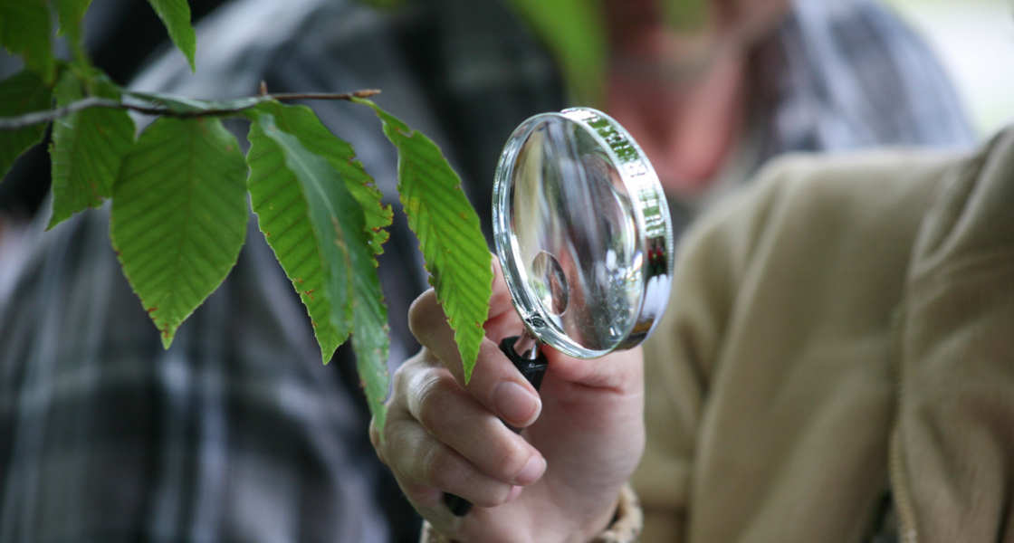 Instructor of Tree ID class using a magnifying glass to identify a leaf ...