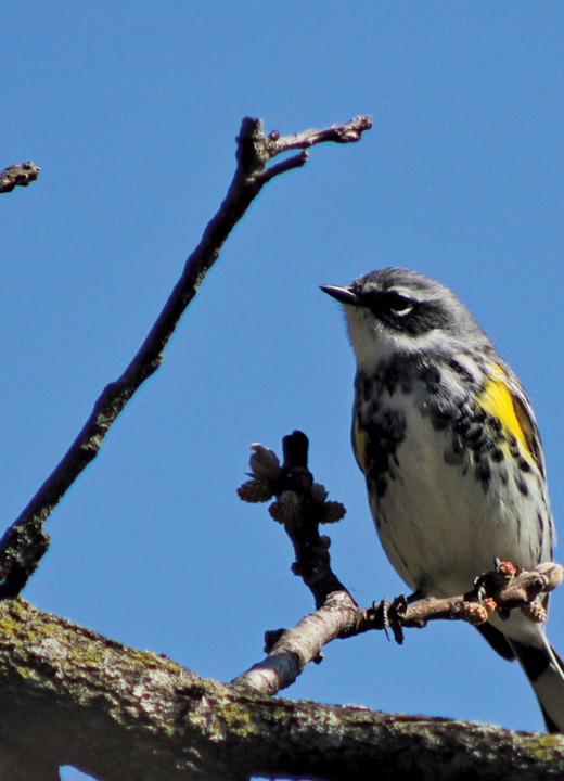 Summer Science Camps | The Morton Arboretum