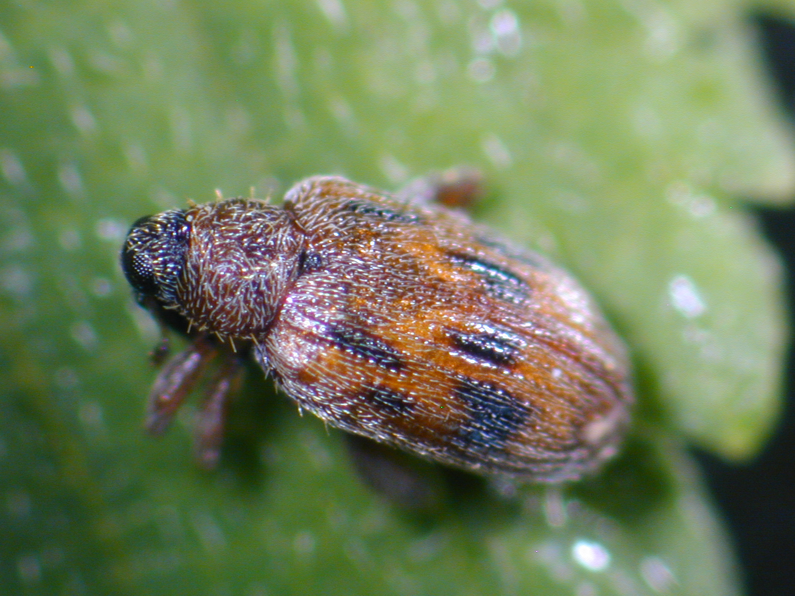 Elm flea weevil | The Morton Arboretum