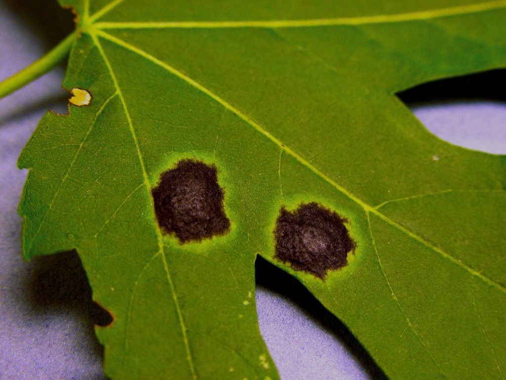 Tar spot of maple | Rhytisma spp. | The Morton Arboretum