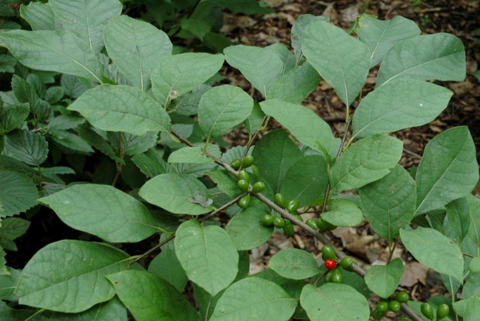 Spicebush | The Morton Arboretum