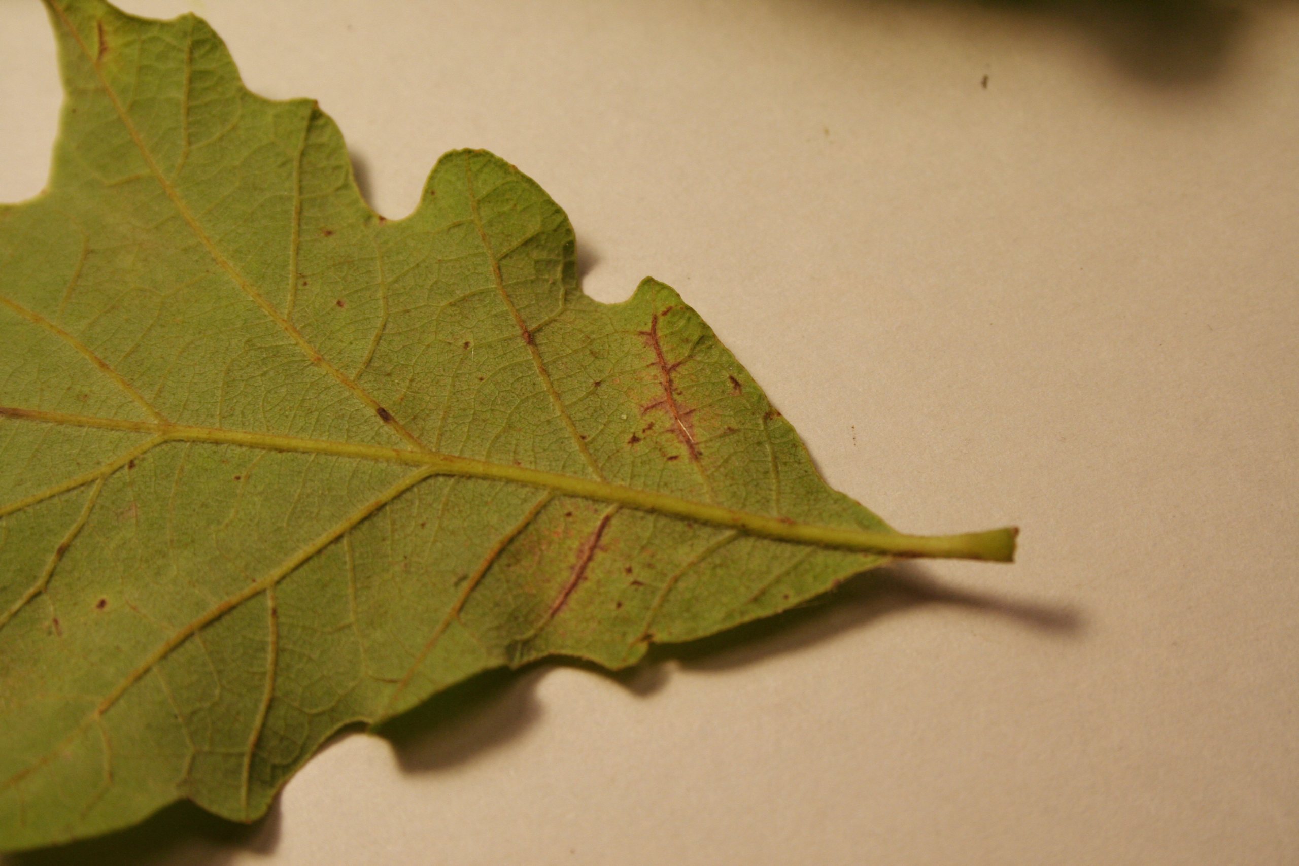 Bur Oak Blight | The Morton Arboretum