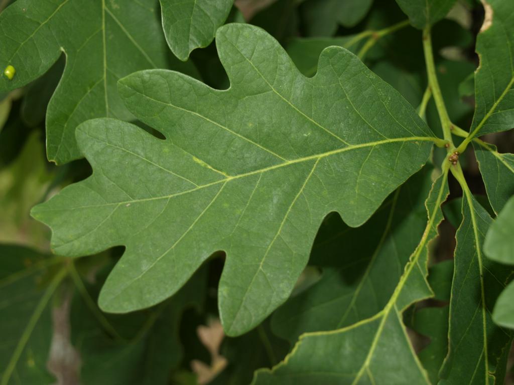 White oak | Quercus alba | The Morton Arboretum
