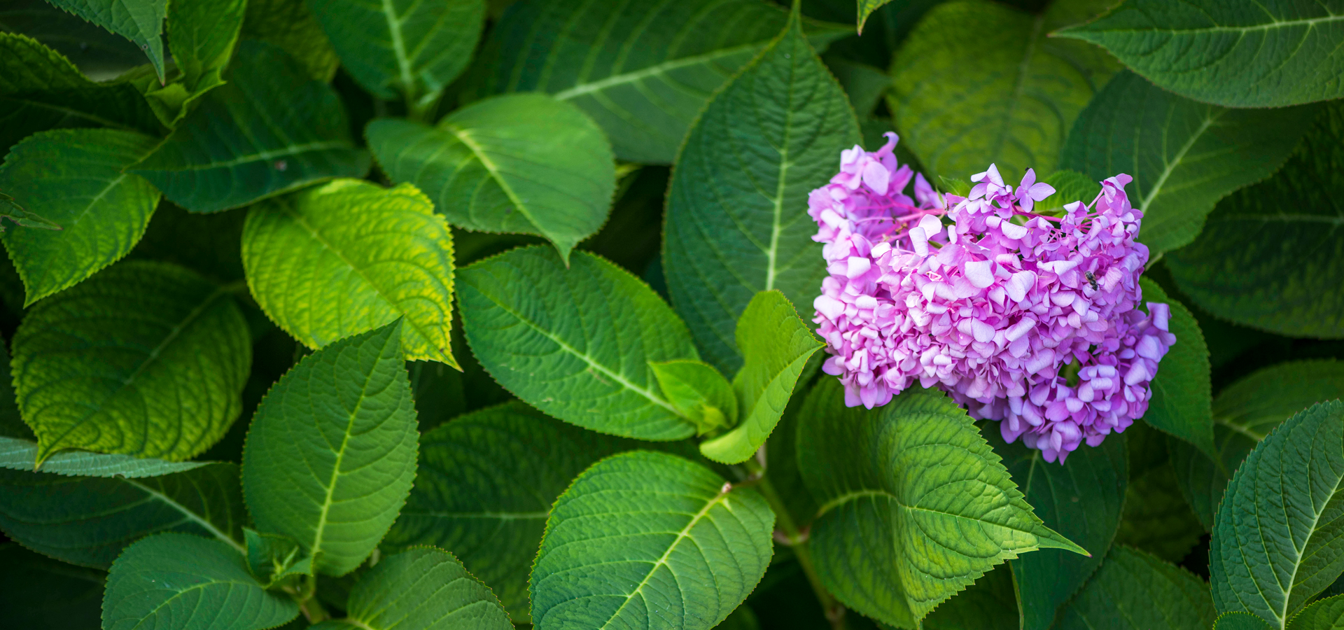 Hydrangeas 101 | The Morton Arboretum