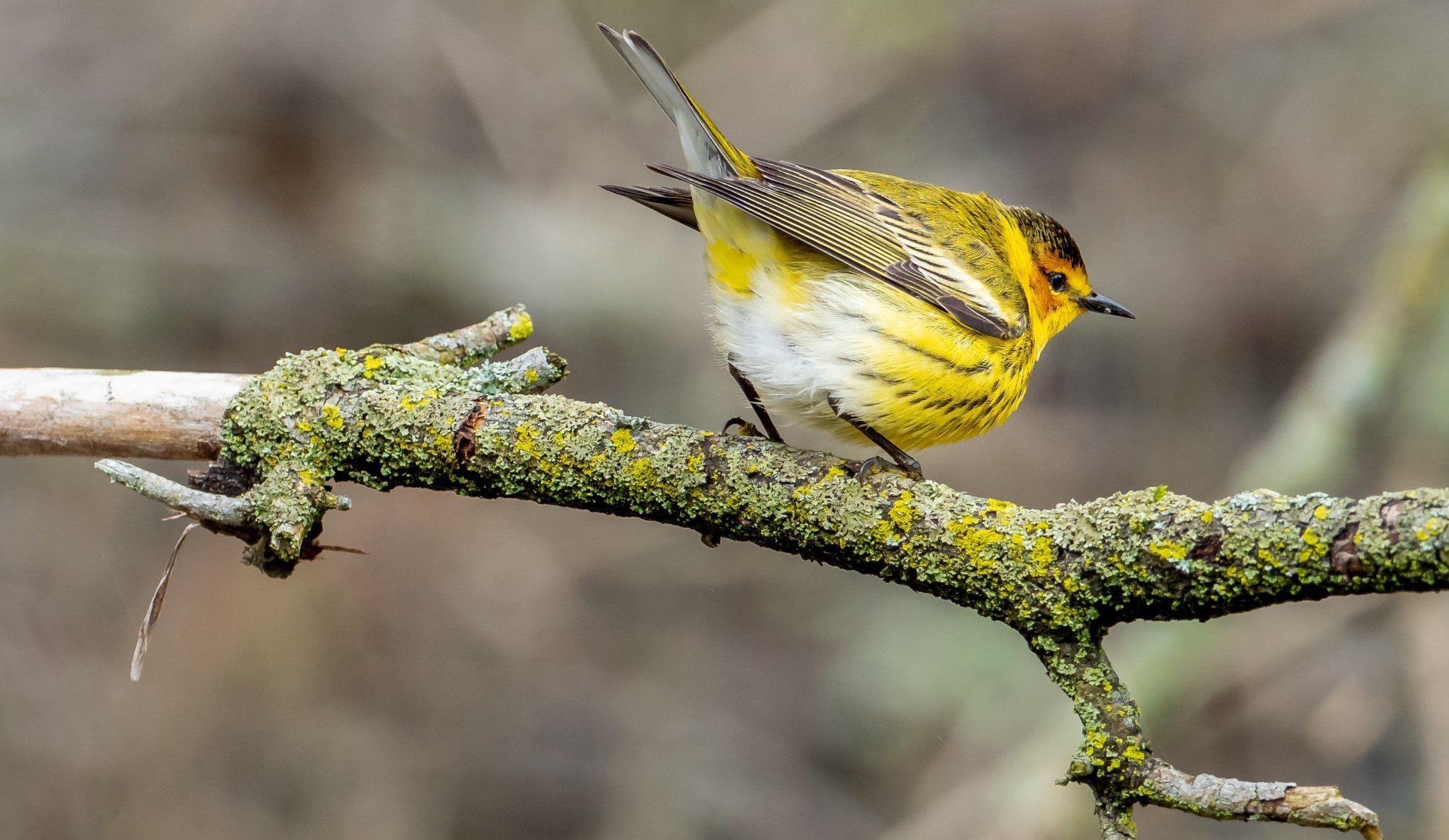 Fall Warblers Workshop | The Morton Arboretum