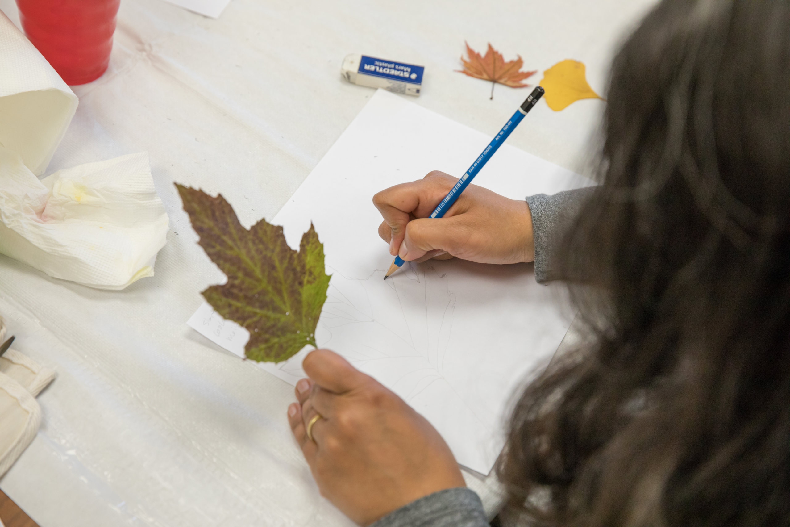 How to Draw Nature | The Morton Arboretum