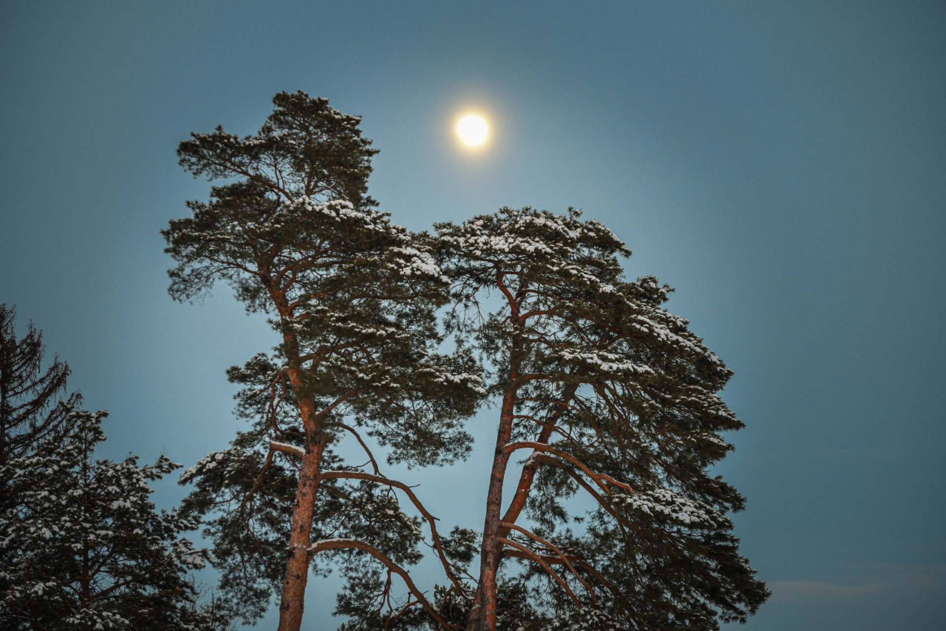 Full Moon Guided Hike (in person) | The Morton Arboretum
