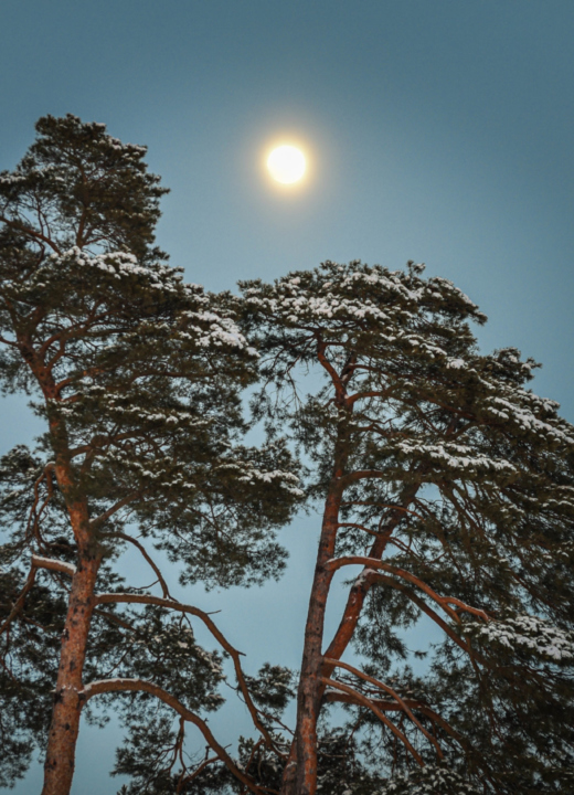 Basic Tree ID (on demand) | The Morton Arboretum