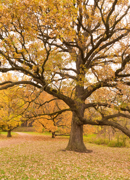 Visiting with Children | The Morton Arboretum