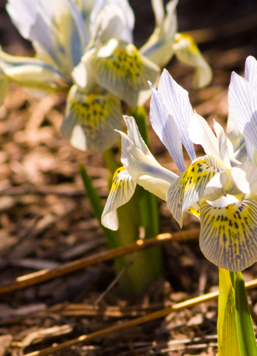 Illumination: Tree Lights at The Morton Arboretum | Holiday Light Show ...