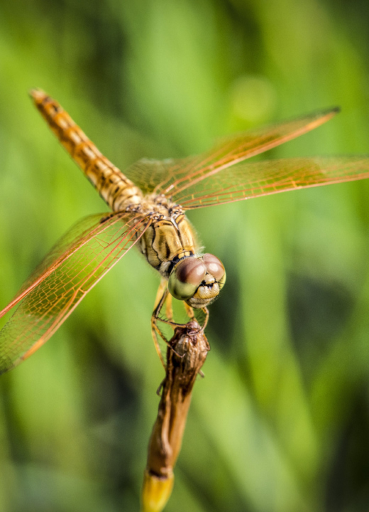 Invasive Species Awareness Month | The Morton Arboretum