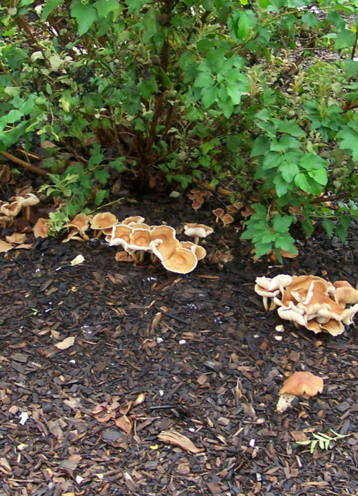 Basic Plant ID (online) | Identify Common, Native, and Invasive Plants ...