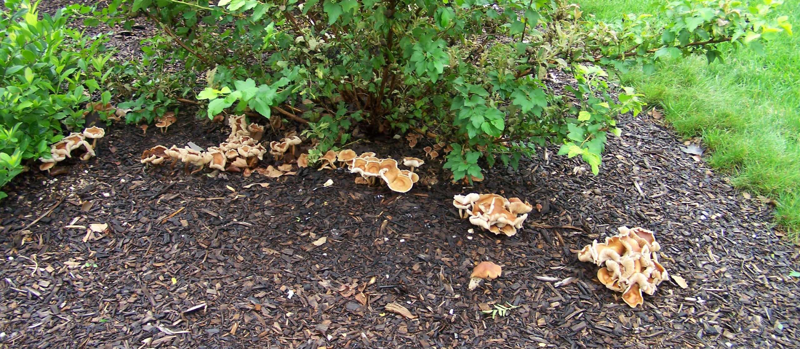 Fungi for Beginners | The Morton Arboretum
