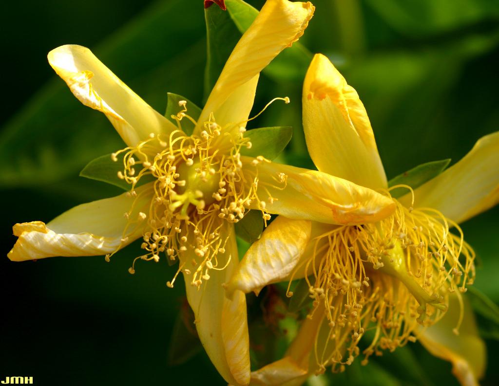 Great St. John’s wort | The Morton Arboretum
