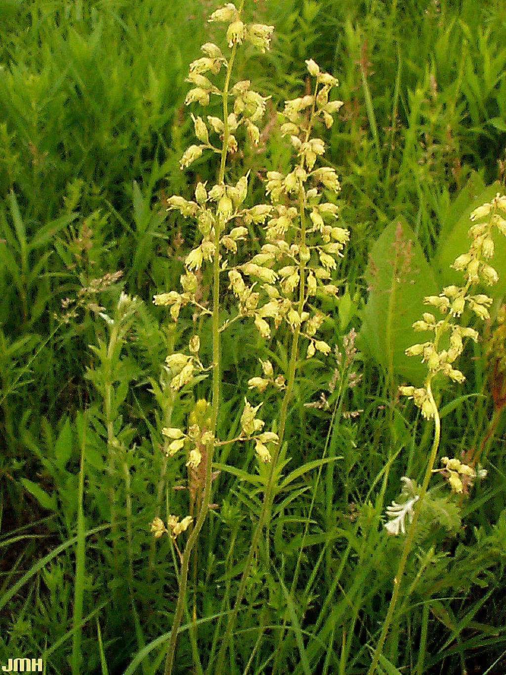 Prairie alumroot | The Morton Arboretum