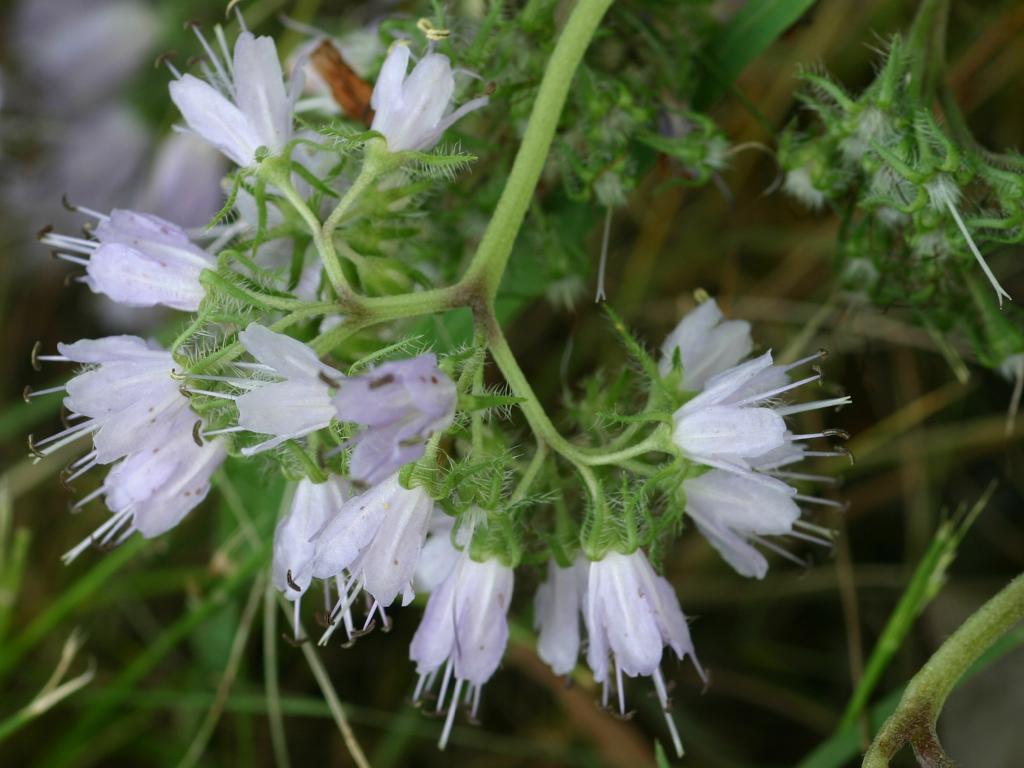 Virginia waterleaf | The Morton Arboretum
