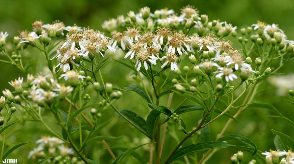 Flat-topped aster | The Morton Arboretum