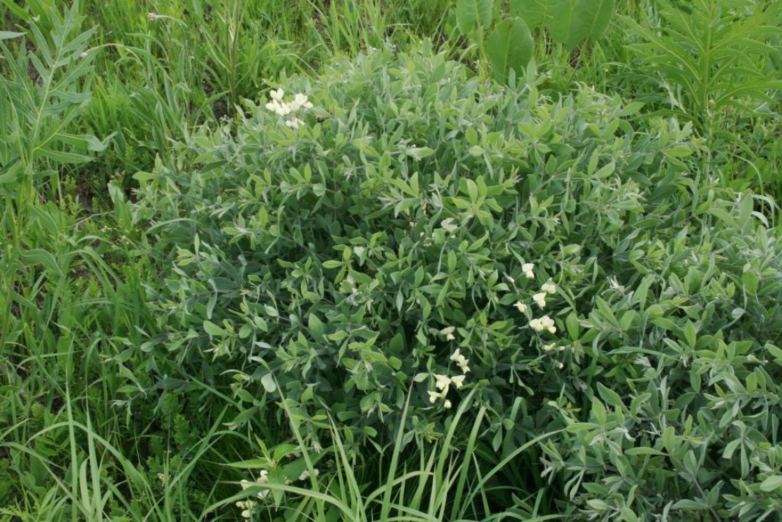 Cream wild indigo | The Morton Arboretum