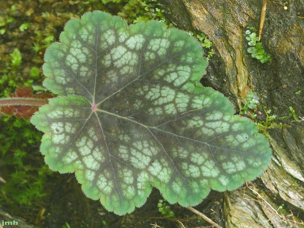 American alumroot | The Morton Arboretum
