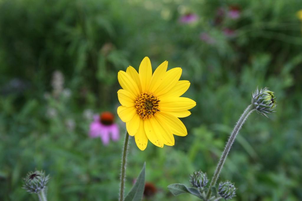 Downy sunflower | The Morton Arboretum